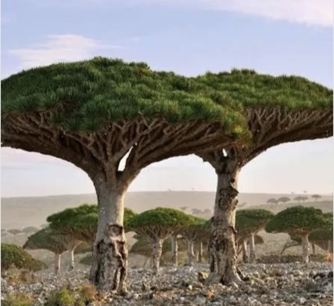 Socotra Losing Its Treasures: American Journalist Accuses the UAE - New ...